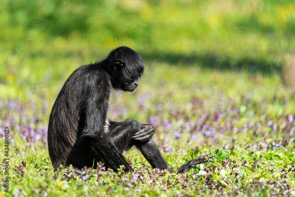 Geoffroy’s spider monkey (Ateles geoffroyi). It is one of the largest ...