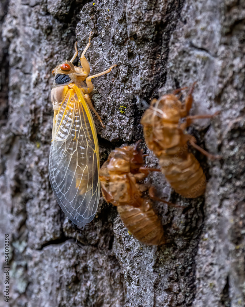 Various stages of Brood X 17 year Cicada hatching Stock Photo | Adobe Stock
