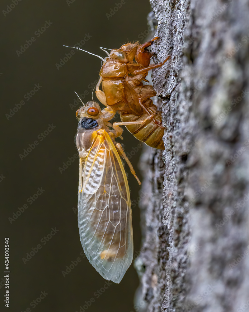 Various stages of Brood X 17 year Cicada hatching Stock Photo | Adobe Stock