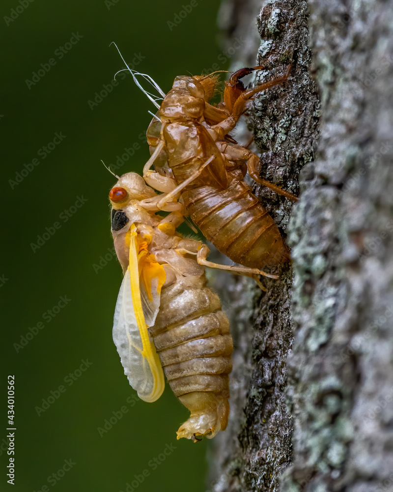 Various stages of Brood X 17 year Cicada hatching Stock Photo | Adobe Stock