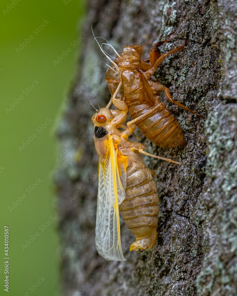 Various stages of Brood X 17 year Cicada hatching Stock Photo | Adobe Stock