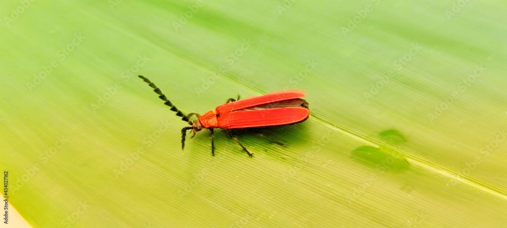 A red-winged beetle sitting on a bamboo leaf (Lycidac belongs to the ...