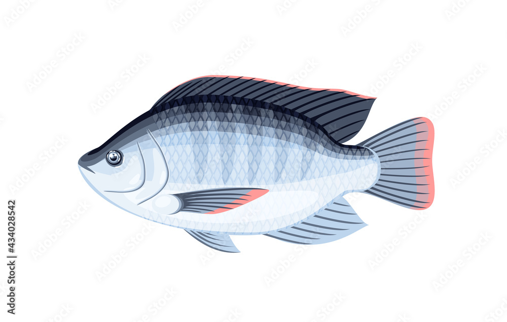 Tilapia fish. Vector illustration cartoon flat icon isolated on white ...