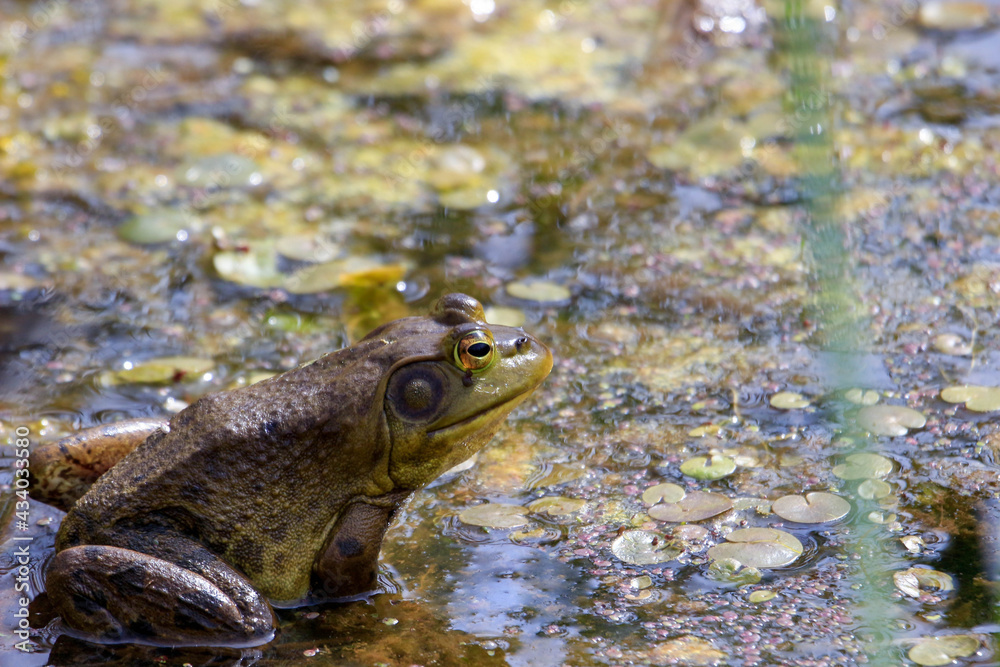 Lithobates catesbeianus - a series of photos showing the impressive ...