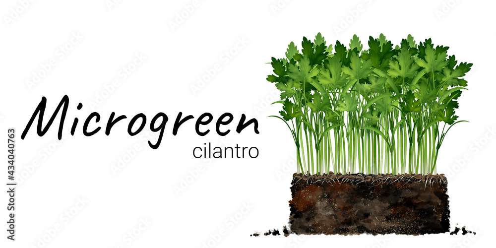 Cultivation of microgreen cilantro, young sprout, cilantro seeds in the ...