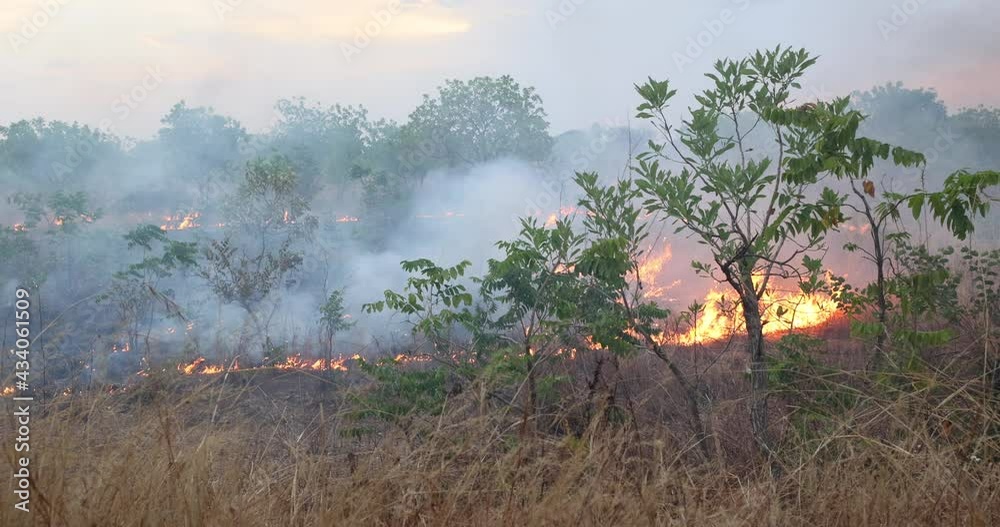 Africa savannah bush wild fire forest trees grass. Bush savannah forest ...