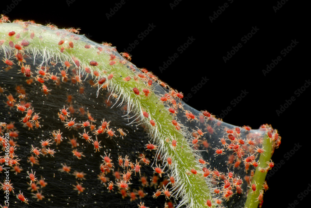 Super macro photo of group of Red Spider Mite infestation on vegetable ...