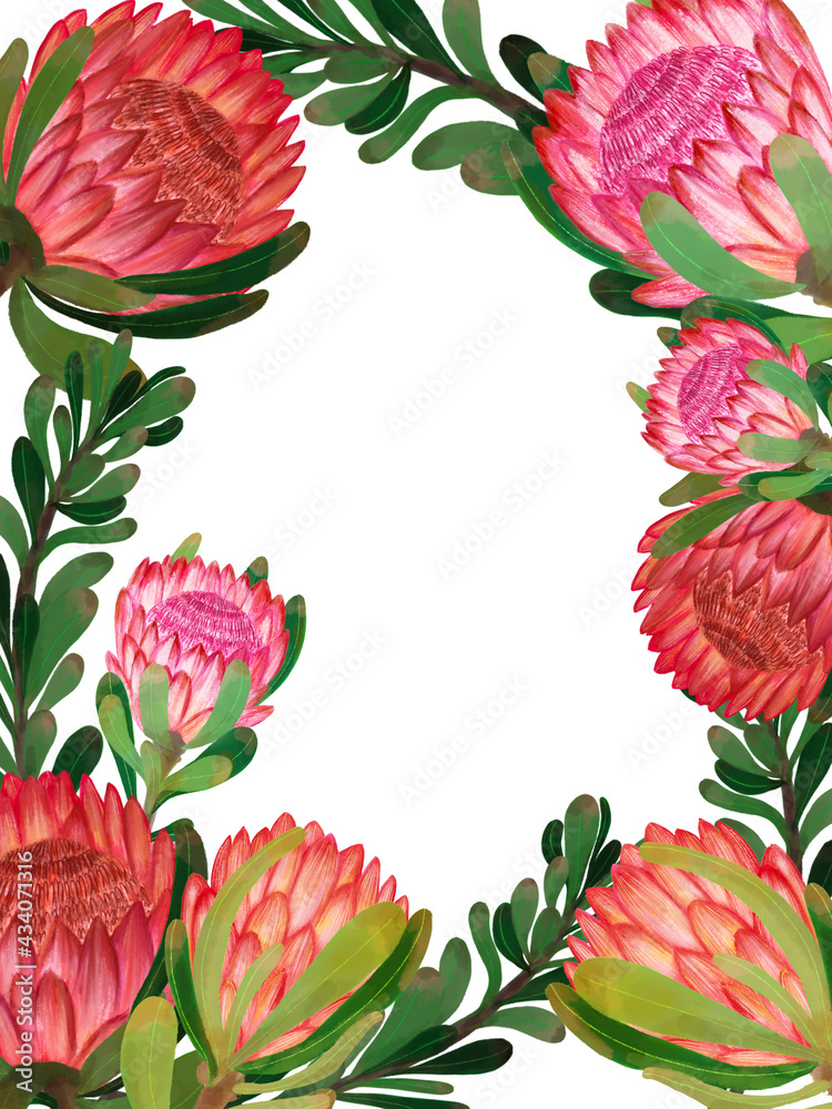 Protea flower foliage leaf botanical blooming digital drawing painting ...