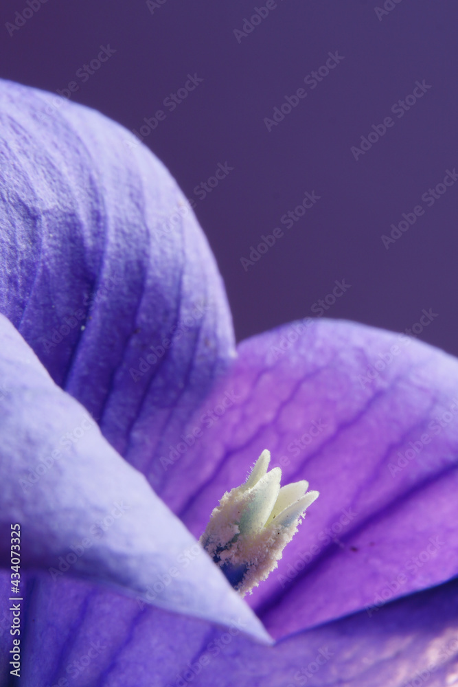 Macro shot of the pistils of a delicate violet flower - for backgrounds ...