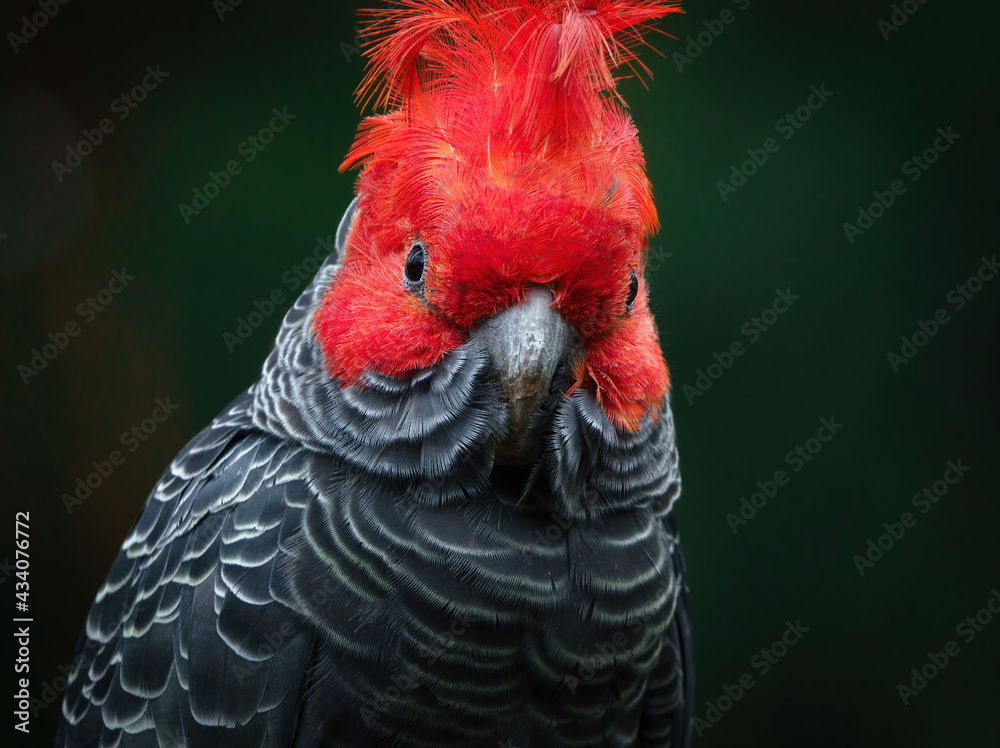 Australian Gang-gang Cockatoo, adult male Stock Photo | Adobe Stock