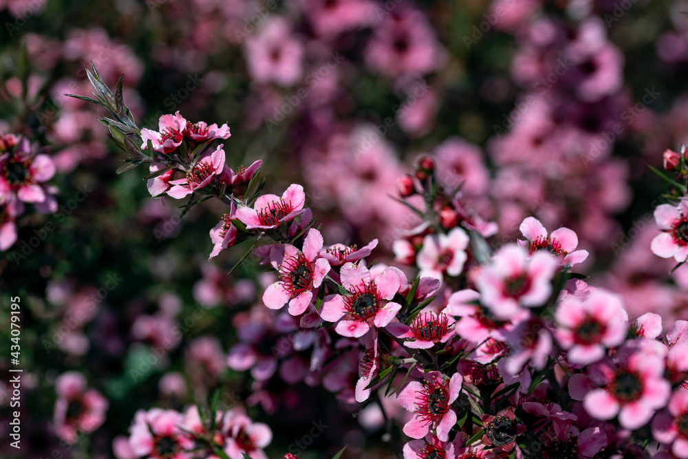 Flowers of a Leptospermum scoparium, commonly called , manuka, manuka ...