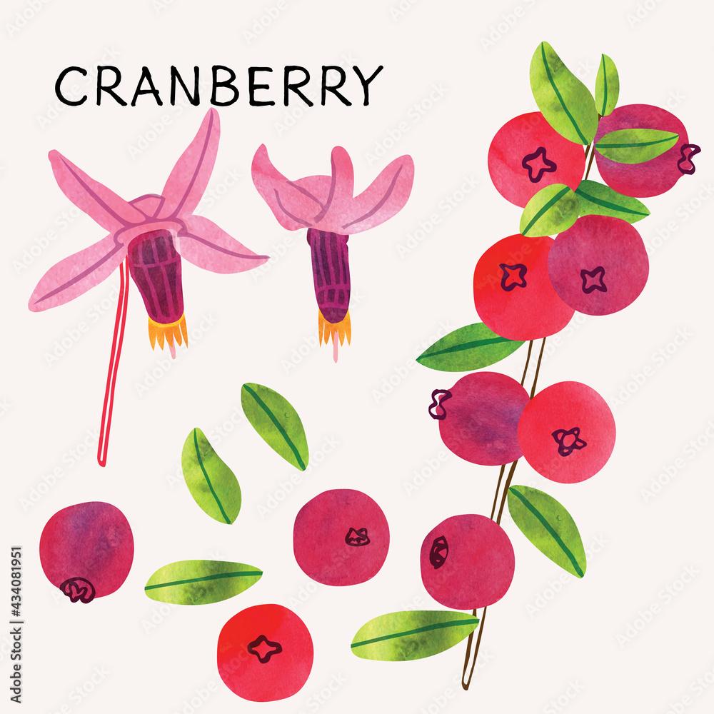 Cranberry illustration vector set with watercolor texture and line art ...