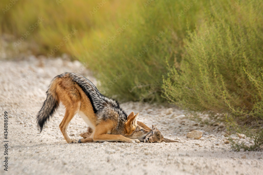 Black backed jackal killing a baby springbok in Kgalagadi transfrontier ...