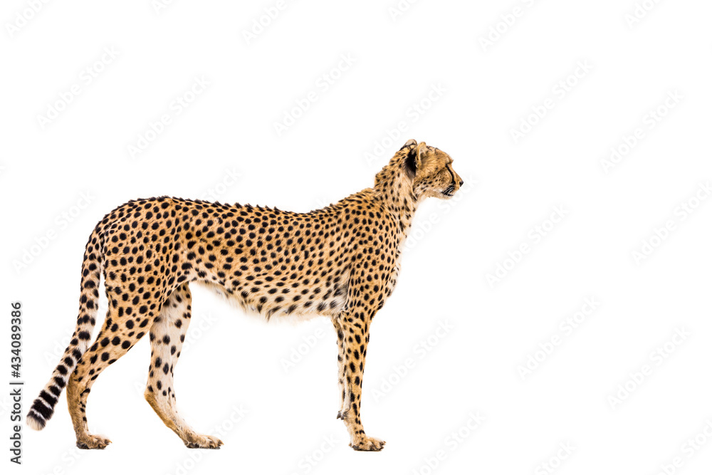 Cheetah isolated in white background in Kgalagadi transfrontier park ...
