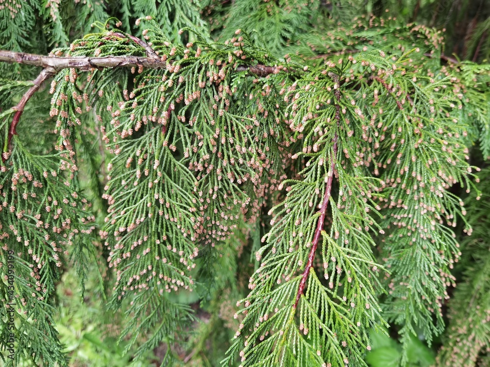 Pendulous branches of Chamaecyparis Nootkatensis Pendula. Stock Photo ...