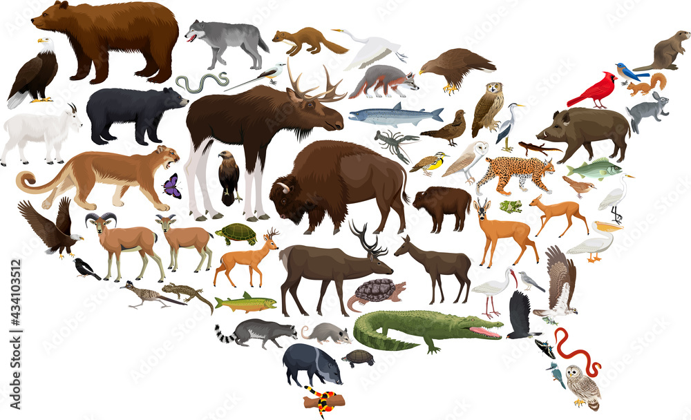 vector map of USA with state animals Stock Vector | Adobe Stock