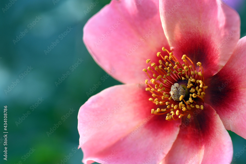 Close up of the gold centre of the pink single rose variety Bright as a ...