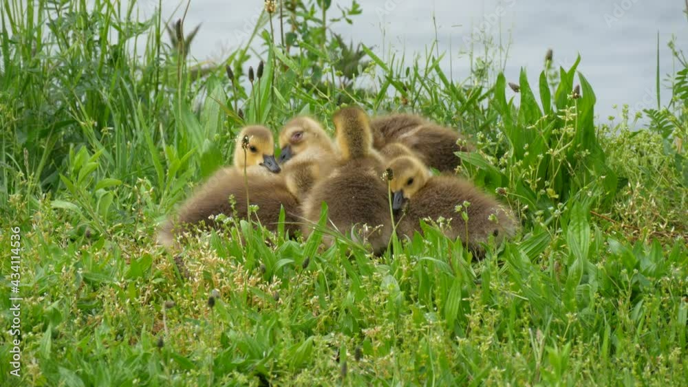 Little goslings go to sleep and move funny and cuddle together in the ...