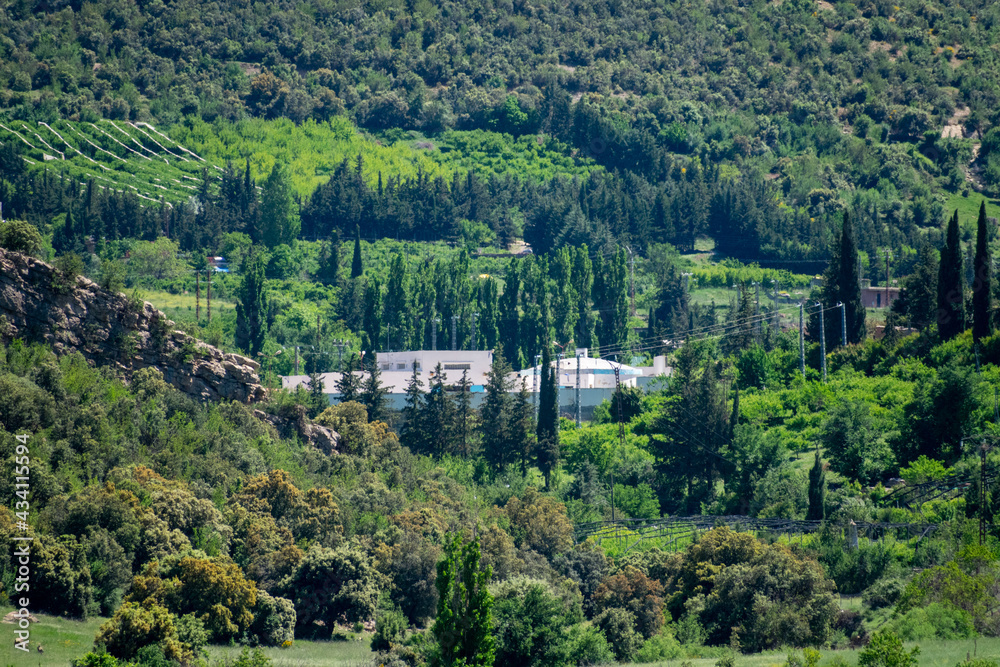 Mount Chelia in the Aures region, Algeria, Blue Atlas Cedar (Cedrus ...
