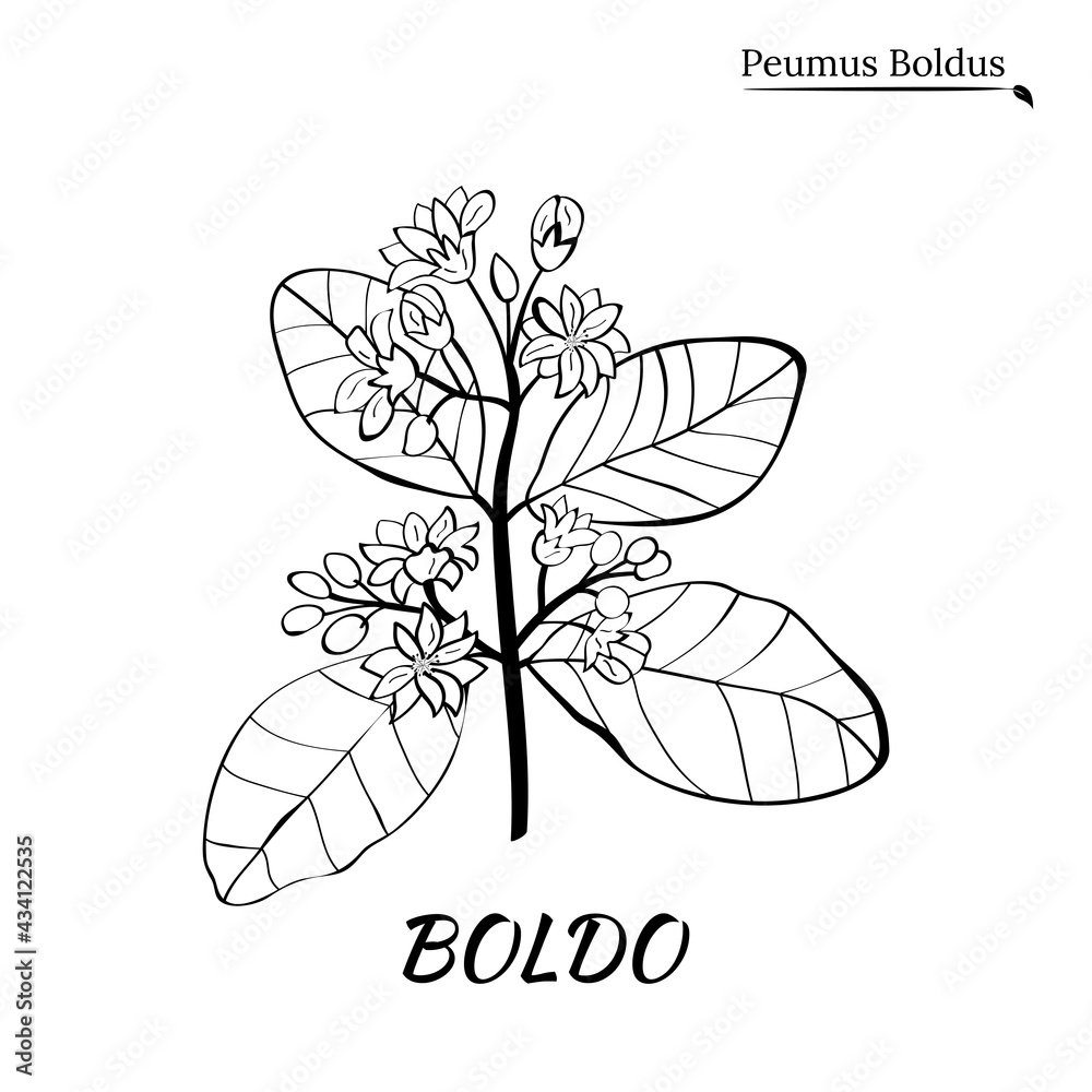 Boldo peumus boldus, culinary, aromatic and medicinal plant. Set of ...
