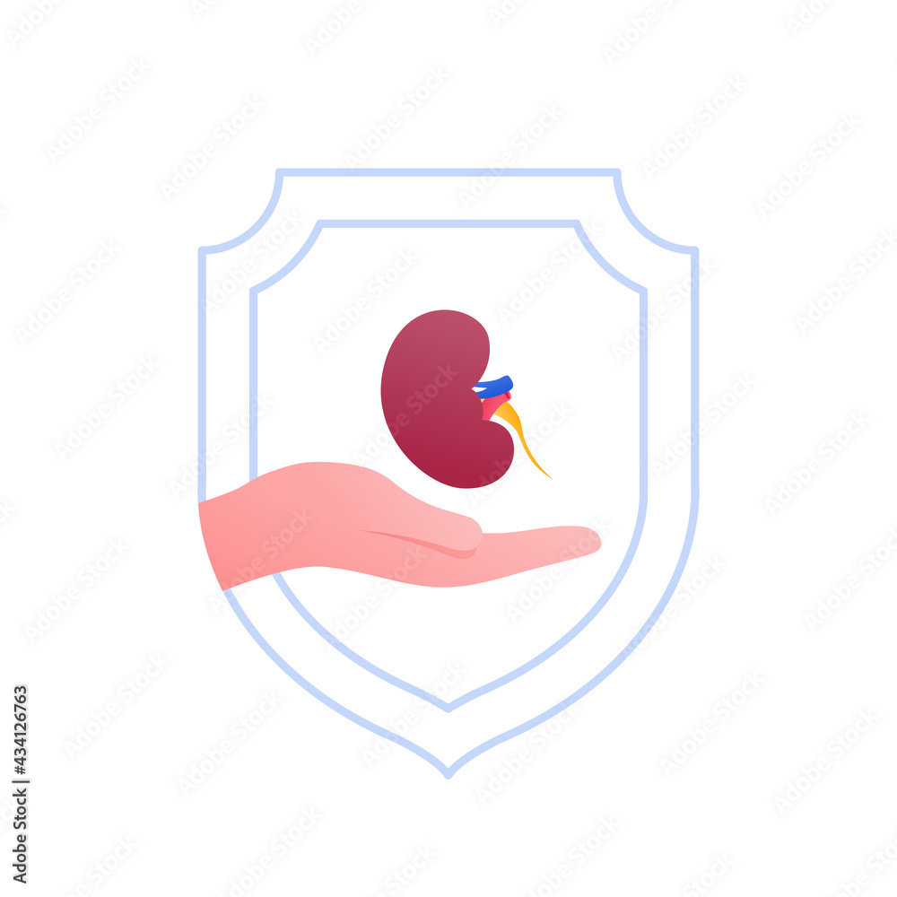 Urology and organ transplantation concept. Vector flat medical ...