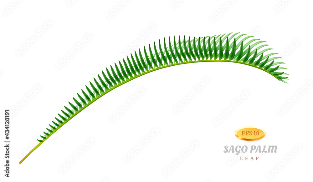Exotic flora and vegetation, isolated bend leaf of sago palm tree ...