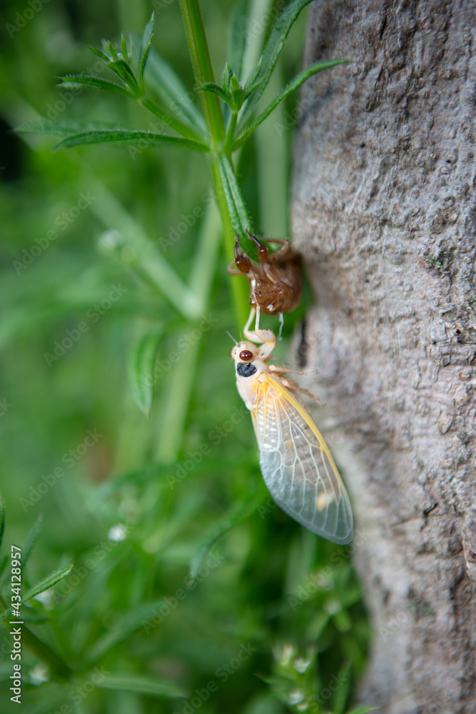 Newly molted Brood-X Cicada with shell on gray tree bark Stock Photo ...