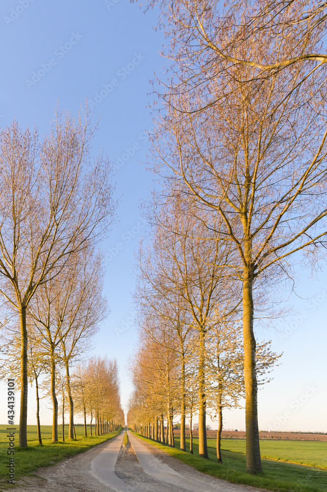 Vertical view of trees lit by the morning sun along a rural path. Stock ...