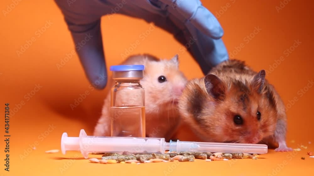hand in medical glove takes hamster mouse for medical experiment ...