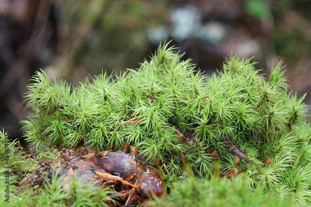 Dicranum polysetum, commonly known as wavy broom moss or rugose fork ...
