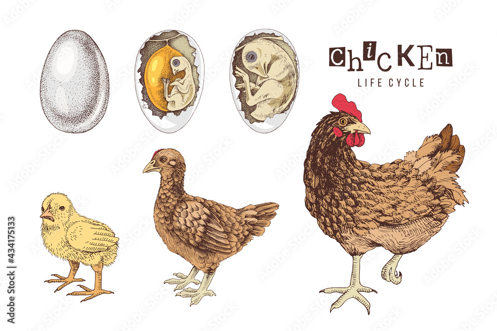 Life Cycle Of A Chicken Poster Chicken Growth/Life Cycle Posters