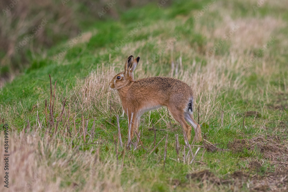 side view of a hare standing with an arched back amongst some stubble ...