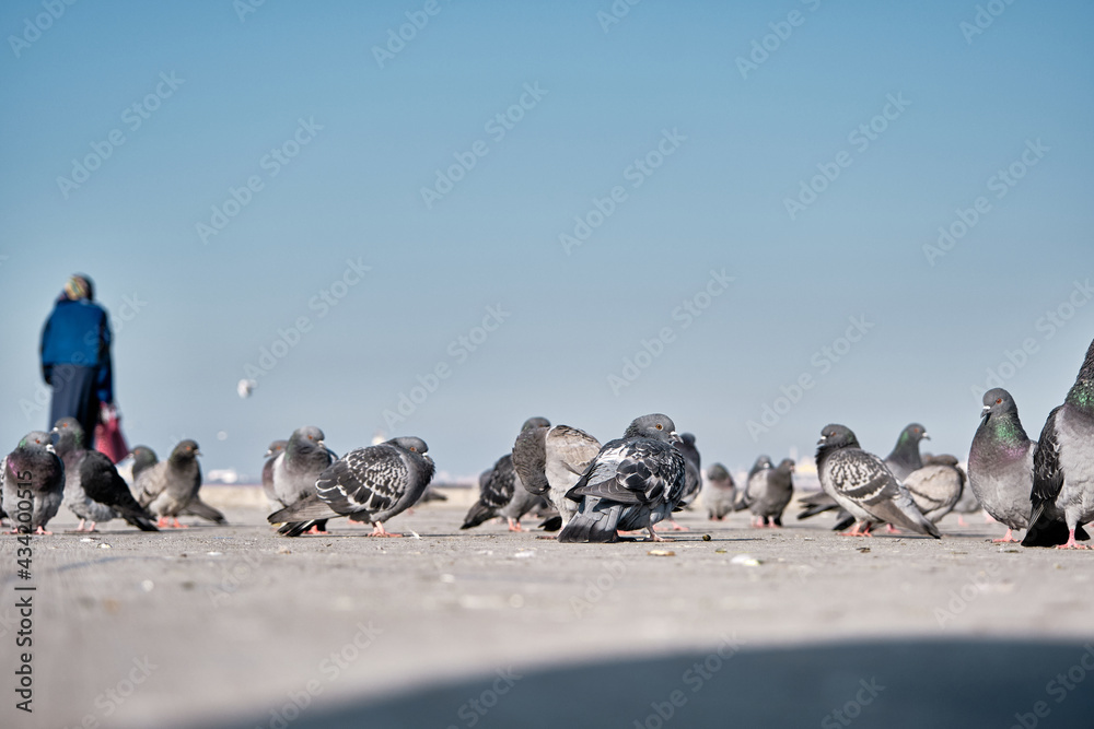 Groups of doves and pigeons standing near the bosphorus shore. Doves ...