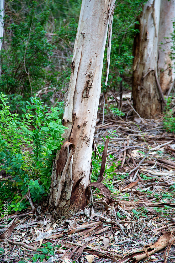 Karri trees in Kings Park, Western Australia. Eucalyptus diversicolor ...
