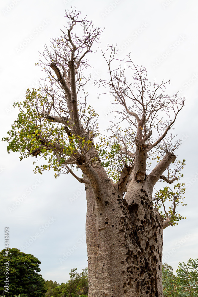 The Giant Boab 'Gija Jumulu' in King's Park. The iconic tree, estimated ...