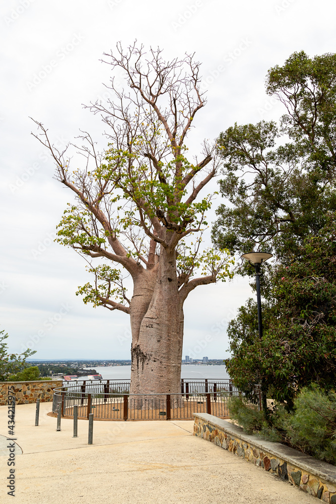 The Giant Boab 'Gija Jumulu' in King's Park. The iconic tree, estimated ...
