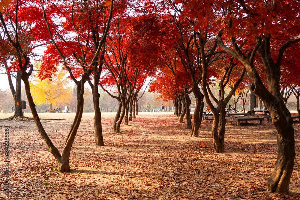 Seoul, South korea-November 2020:Red maple trees along the roads in ...
