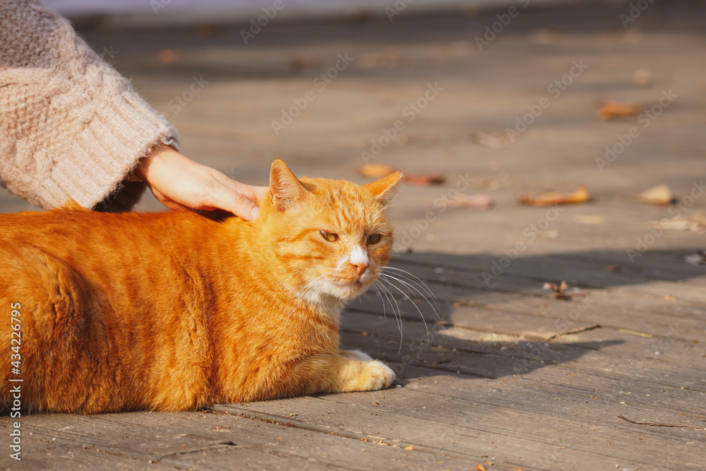 Cute orange cat playing with human hand while lying on wooden ground ...