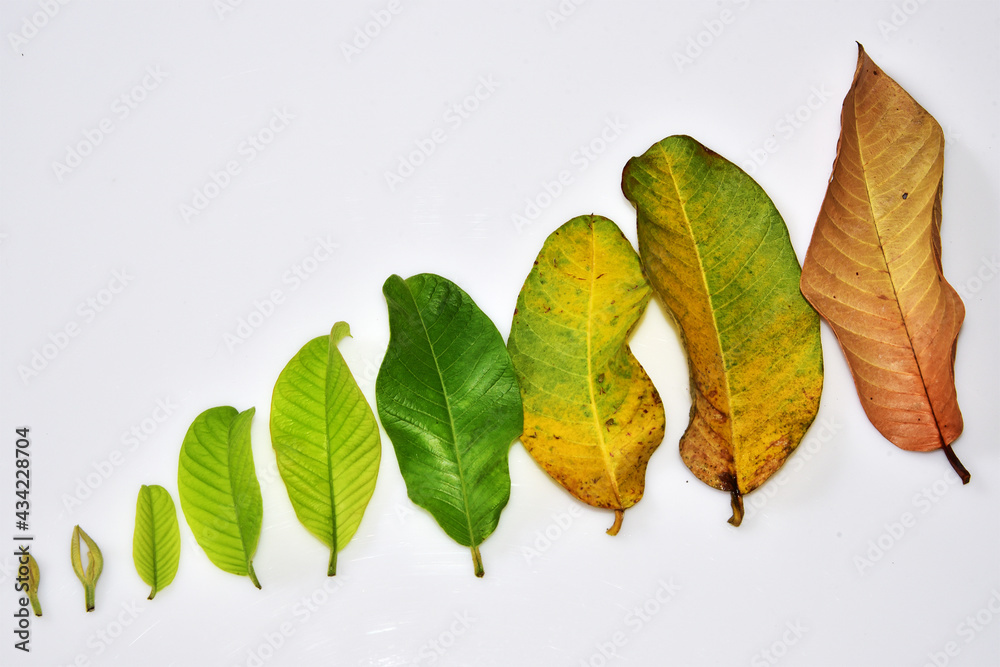 Top down composition of guava leaves of different stages of growth ...