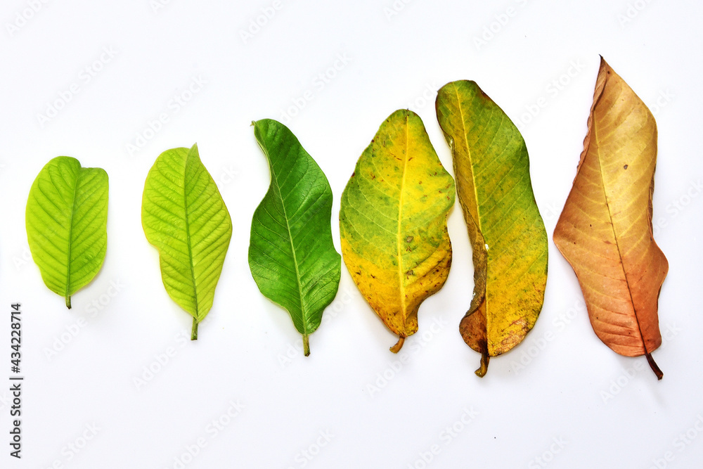 Top down composition of guava leaves of different stages of growth ...