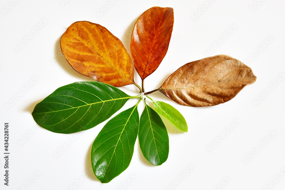 Different stages of life, Birth to death. Concept of aging, growth ...