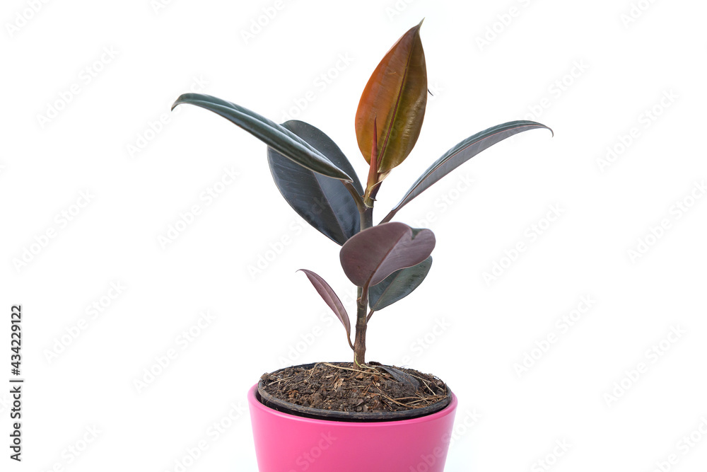 Rubber Plant In a pot Stock Photo | Adobe Stock