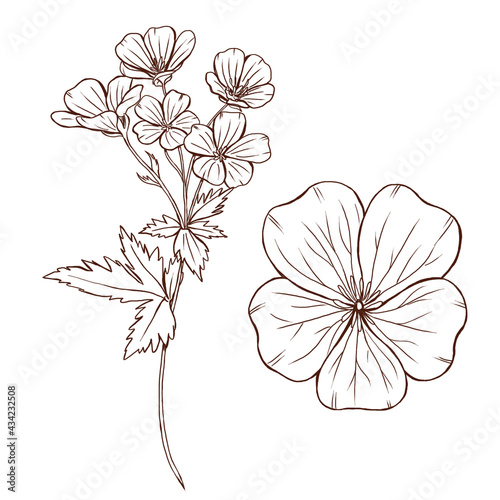 Wild Geranium Drawing