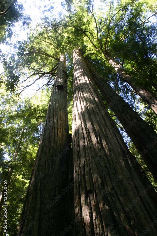 Giant Coastal Redwood Trees in Humbolt County California showing Trunks ...