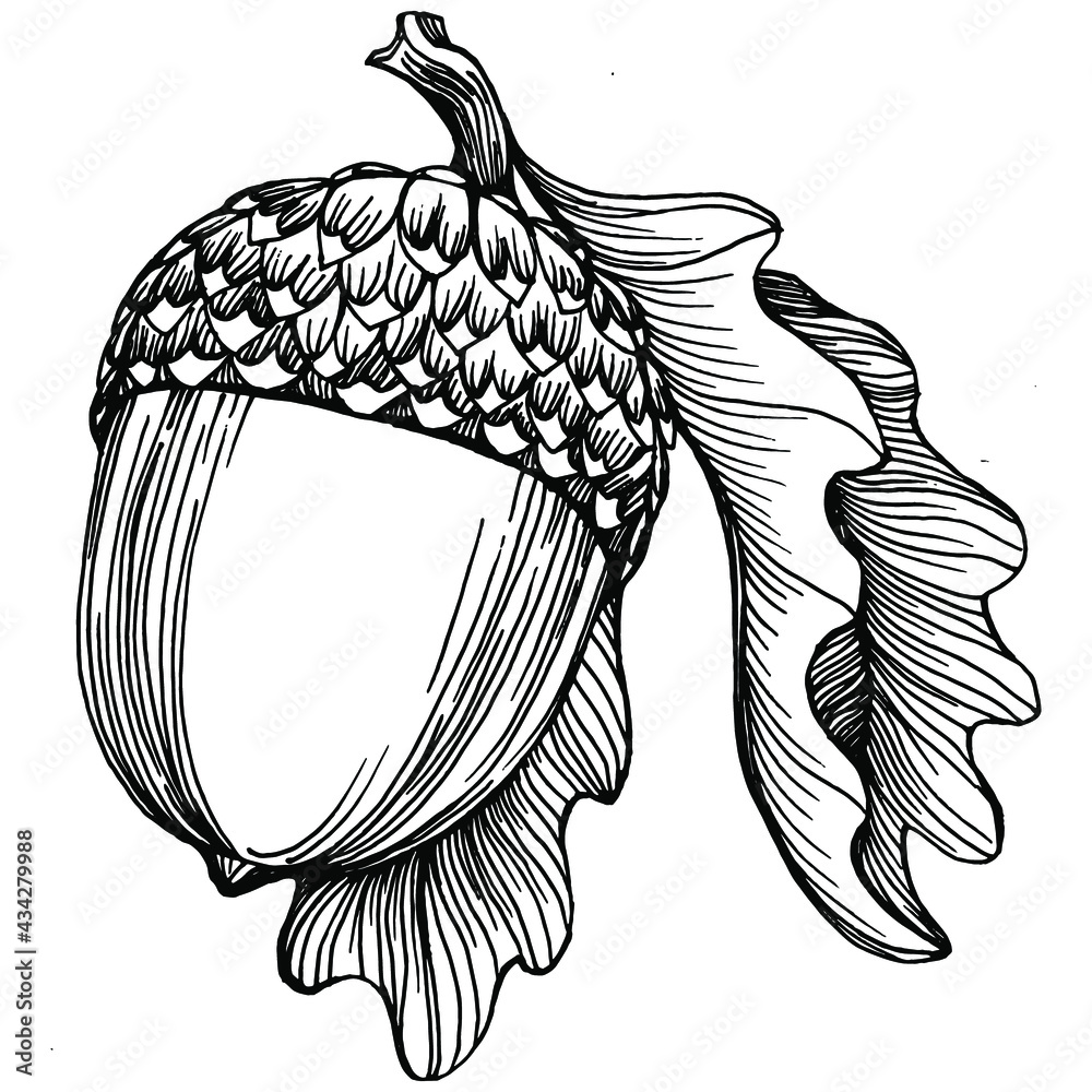 Acorn isolated sketch drawing on white. Vintage illustration with retro ...