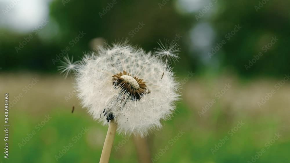 Macro Shot of Dandelion being blown. Wind blows away fluffy seeds from white dandelion on ...