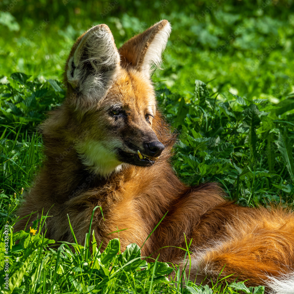 The Maned Wolf, Chrysocyon brachyurus is the largest canid of South ...