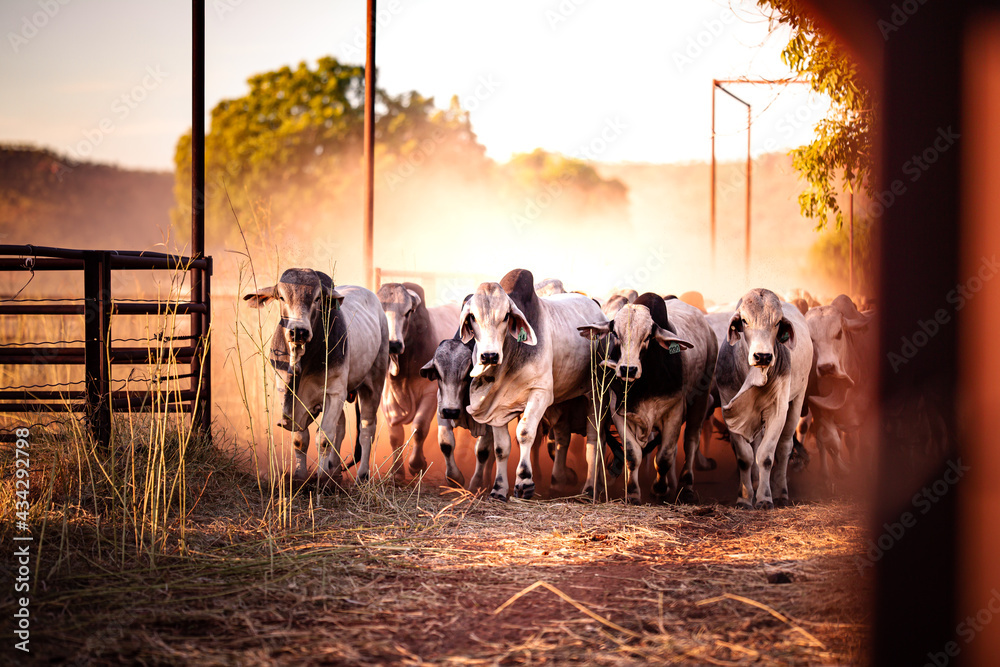 The bulls in the yards on a remote cattle station in Northern Territory ...