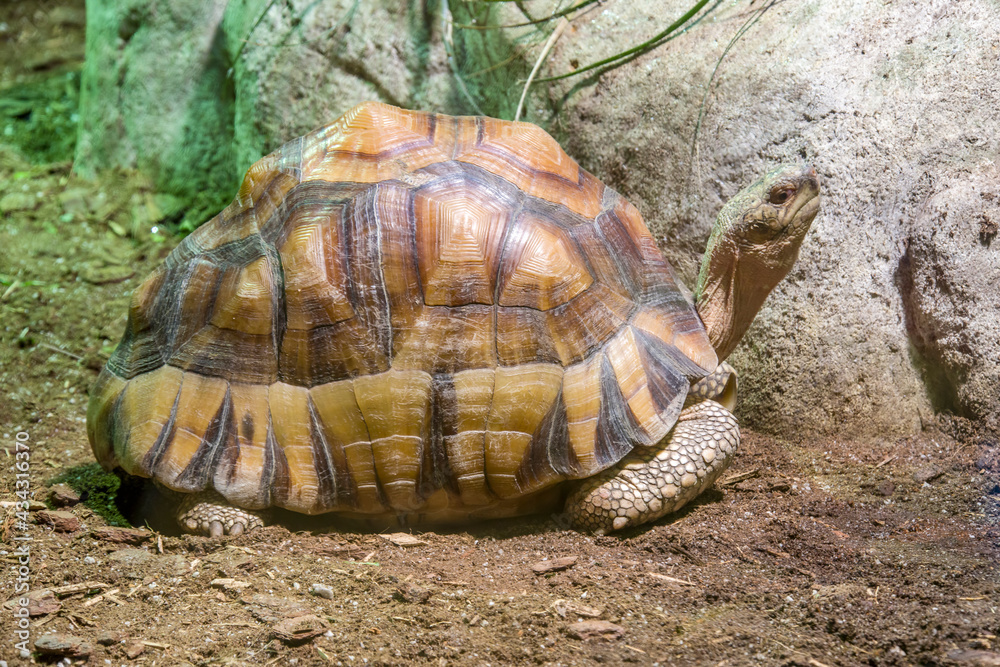 The angonoka tortoise (Astrochelys yniphora) is a critically endangered ...