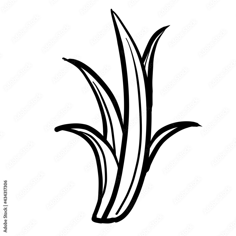 Realistic grass line drawing illustration Stock Illustration | Adobe Stock